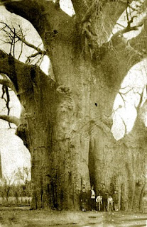 Mergulho da Alma: Uma Árvore Sagrada - EMBODEIRO