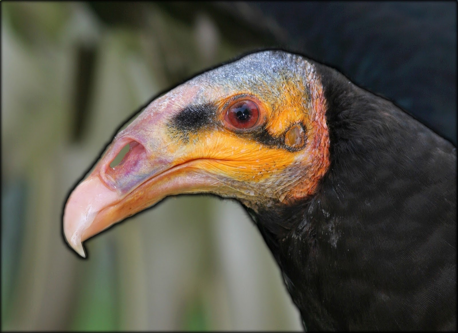 Caminantes del Desierto: NUESTRA AVE CARACTERÍSTICA. EL JOTE CABEZA ...