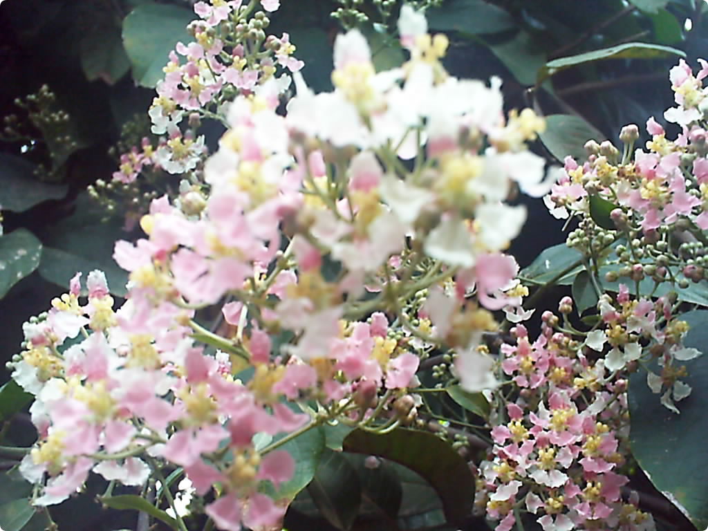 AYAHUASCA - Plantas de Poder: AYAHUASKA e as PLANTAS de PODER