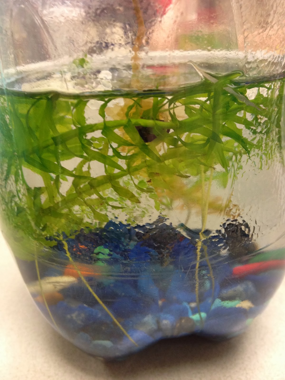 Ecosystem in a Bottle