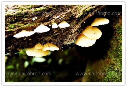 ความสัมพันธ์ระหว่างสิ่งมีชีวิตในระบบนิเวศ: 6. ภาวะมีการย่อยสลาย ...