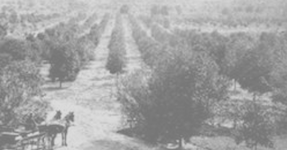 Frontier Florida : About the Blog