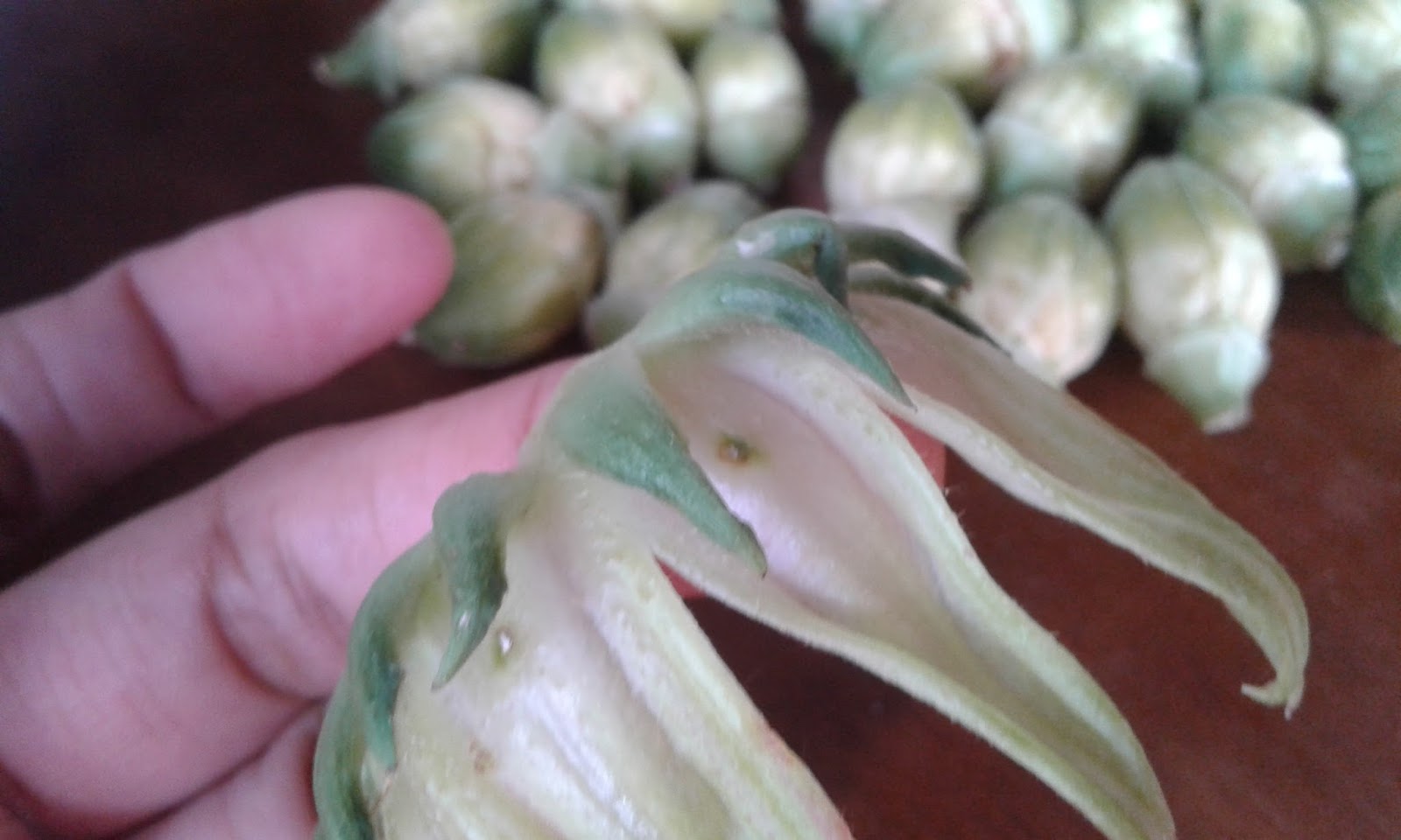 My Tropical Organic Garden: White Jamaican Sorrel