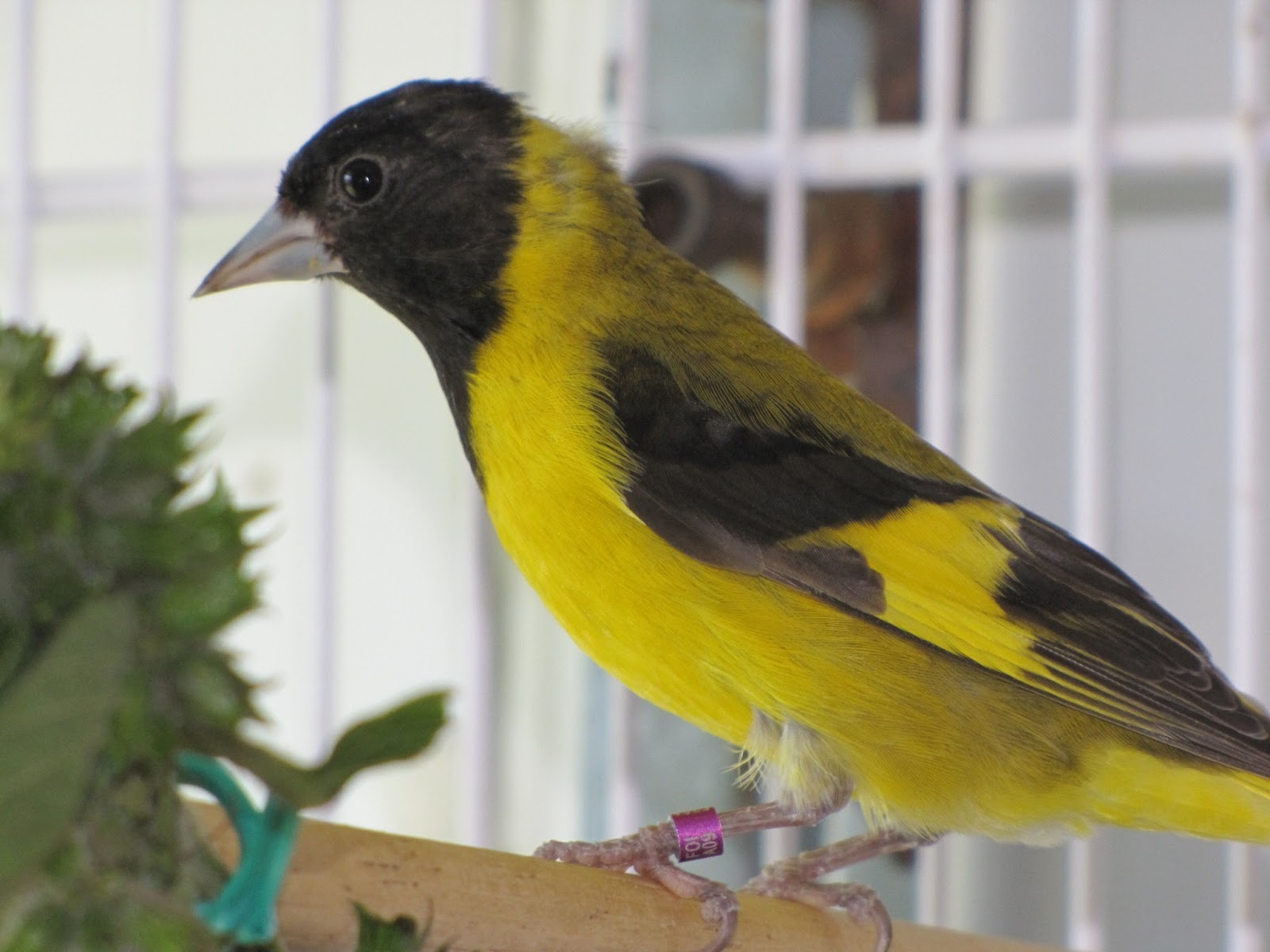 Pintassilgo, Tarin américain, Amerikaanse sijzen, Amerikanische zeisige ...