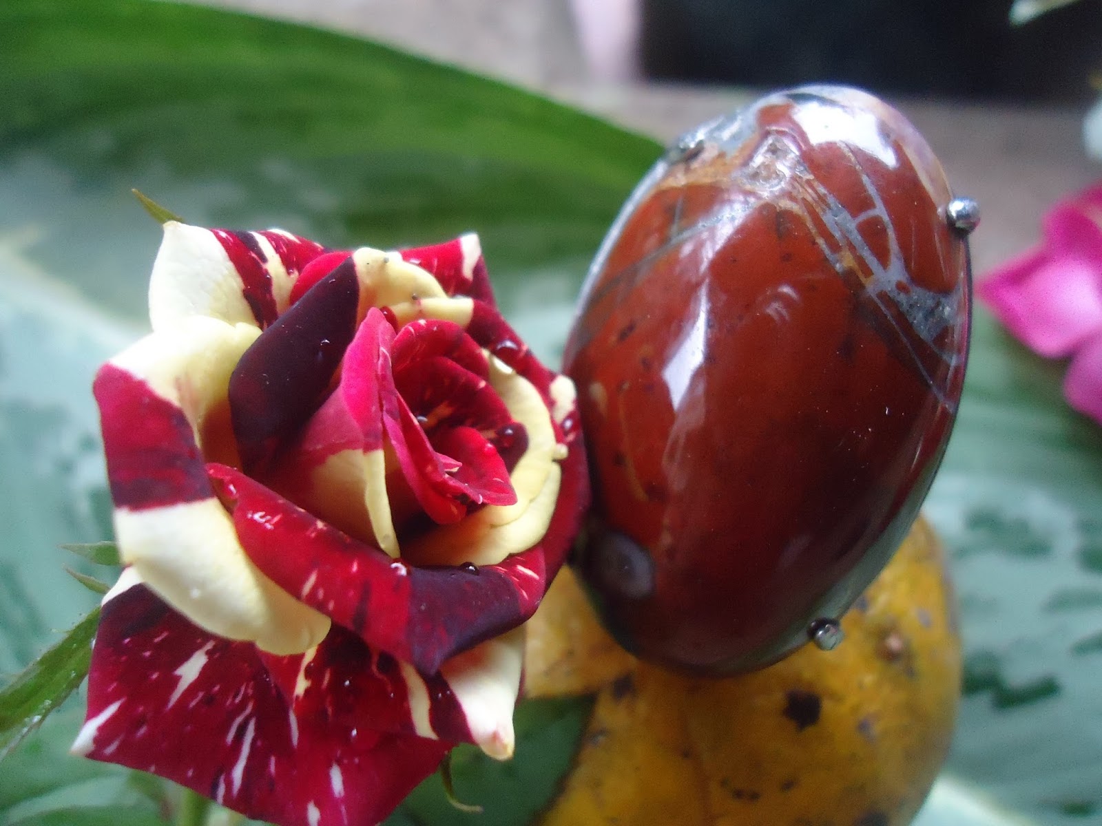 Wallpaper 8 Bunga Mawar Pelangi dan Batu Mulia - Rumah Daun Muda