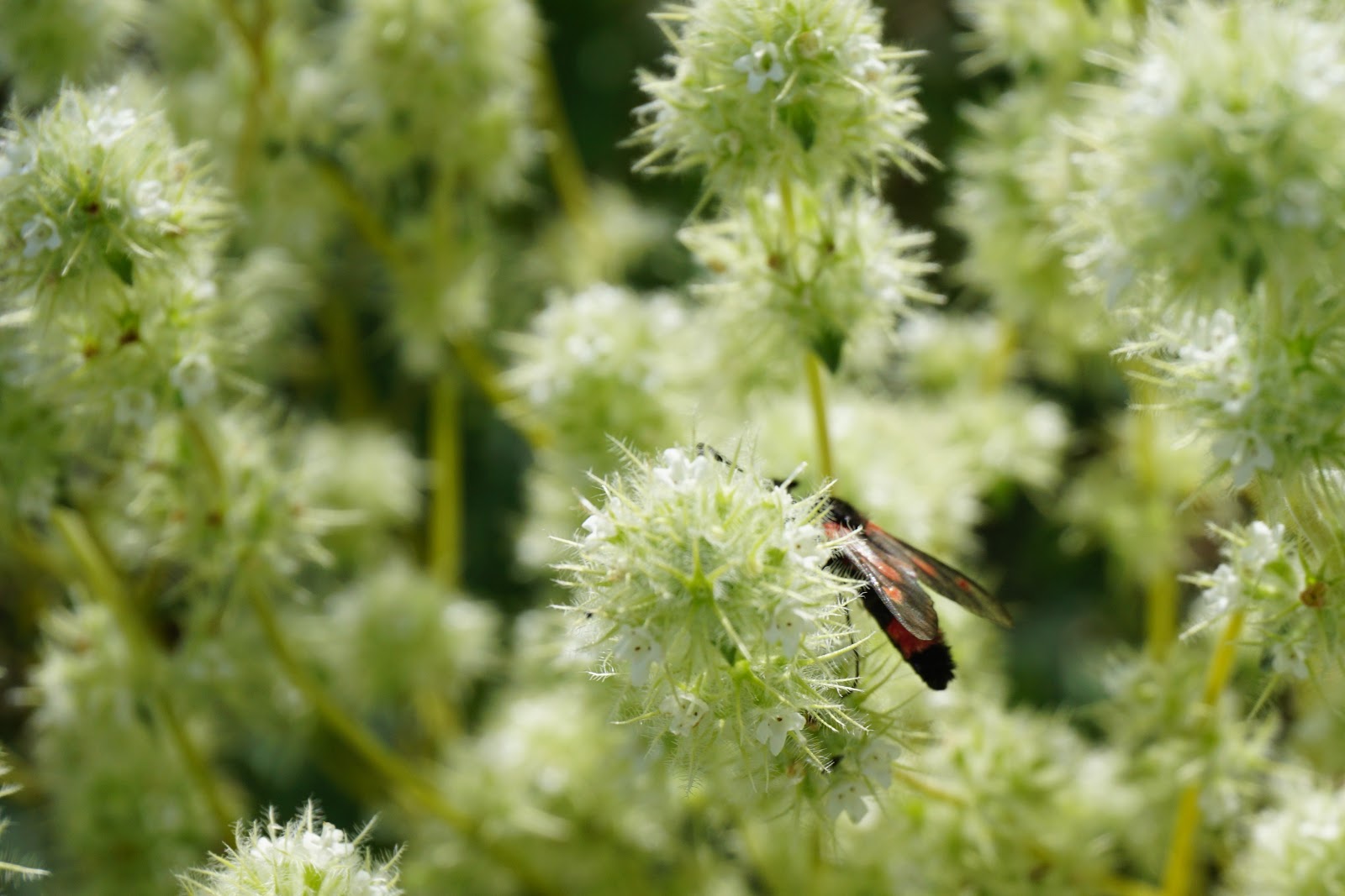 Plantas de Huerta Otea, Salamanca: Mejorana, tomillo blanco (Thymus ...