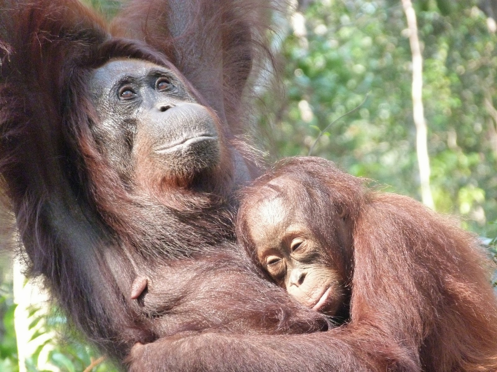 My Soul Healing Miracle Journey for Healing Animals : Animal Healer ...