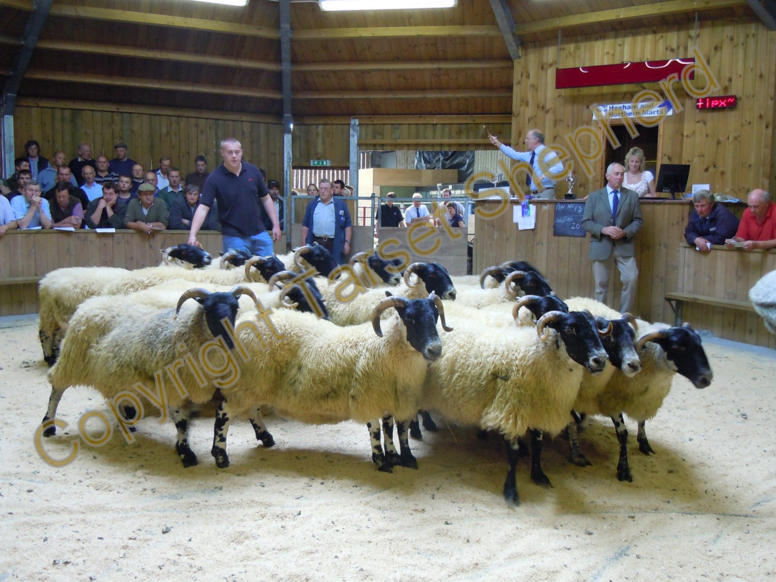 Shepherd's blog: Hexham Mart. Draft ewe sale day.