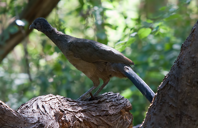Birding Is Fun!: Plain Chachalaca