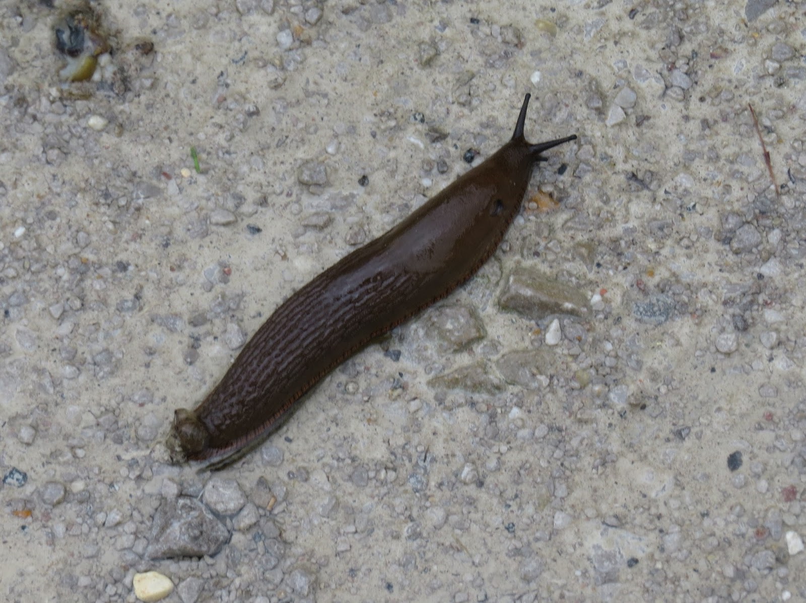 The Autistic Naturalist: Aug 18th RSPB Titchwell