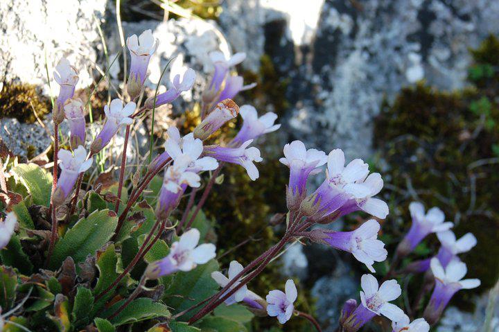ORFEOVO CVEKE-BESMRTNICE- HABERLEA RHODOPENSIS - Билки Лековити и ...