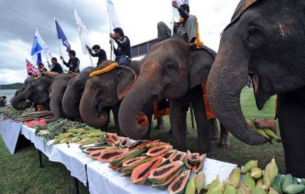 SOLYMONE BLOG: NEW TASTE FOR THAI ELEPHANT MEAT?