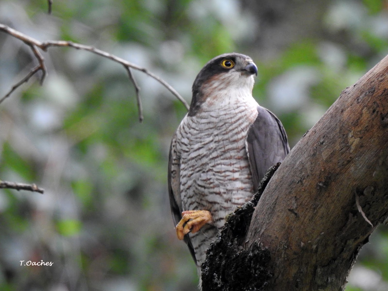 PASARI DIN ROMANIA: ULIU PASARAR (9) - Pui de Accipiter nisus 2019 ...