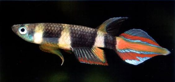 Clown Killifish Care Sheet ~ Tropical Fish Types