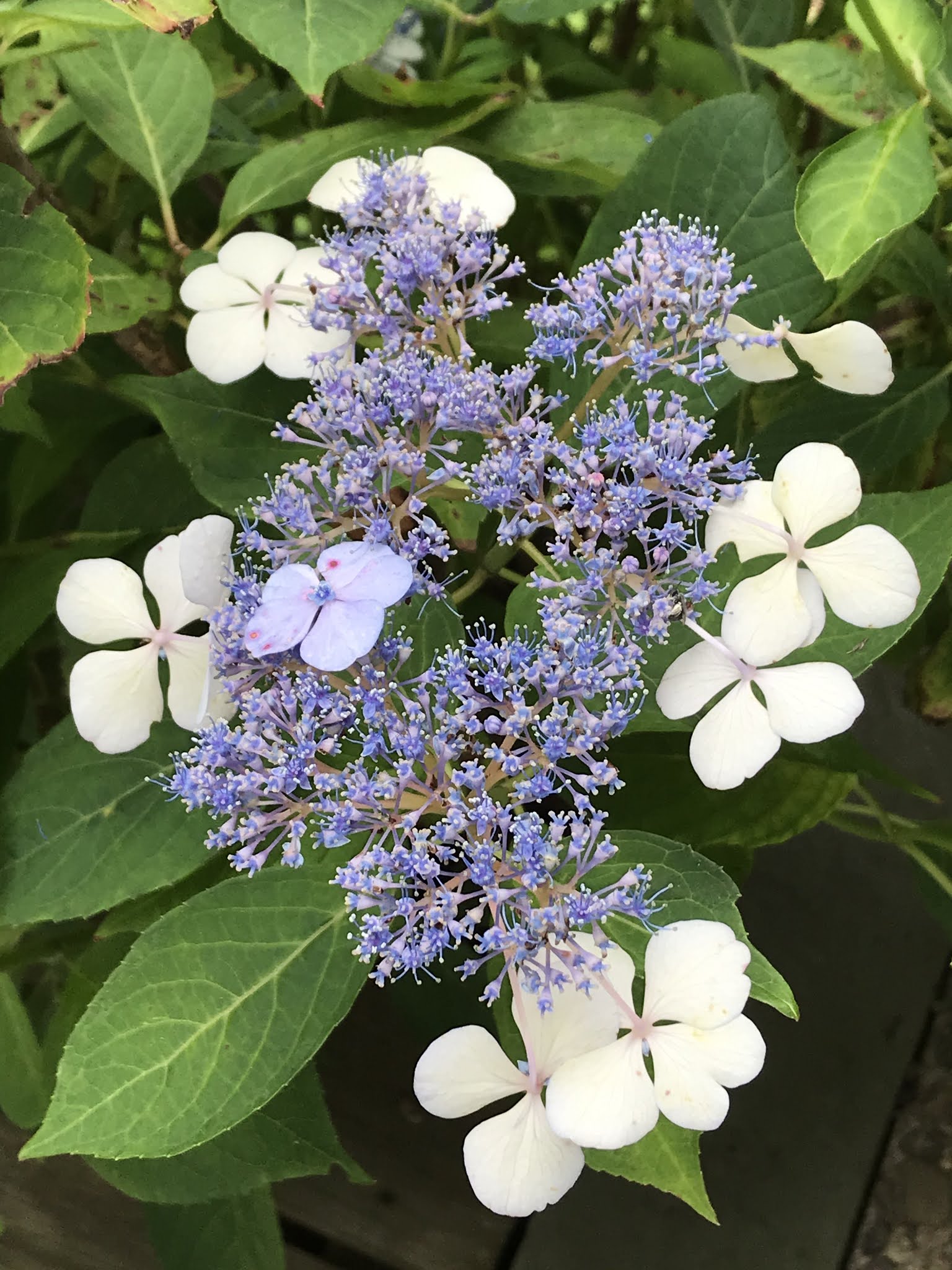 Content in a Cottage: My Lacecap Hydrangea