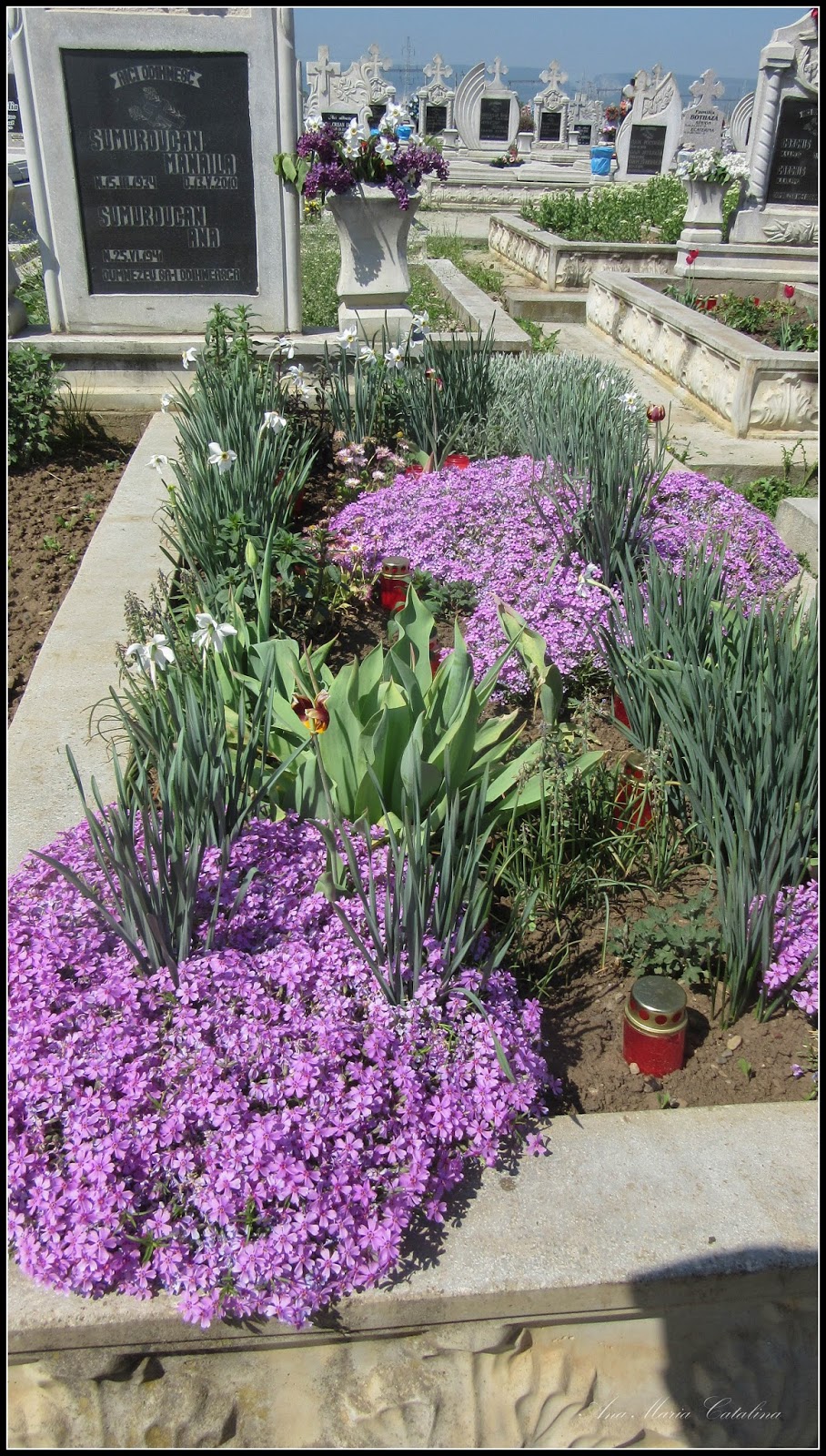 Lumea văzută din Turda: Brumărele (Phlox...)