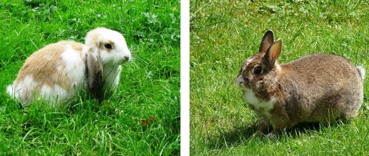 Contes d' Animals: EL CONILL