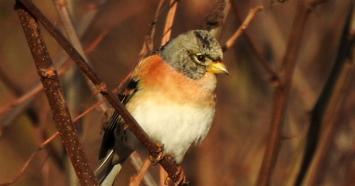 PASARI DIN ROMANIA: CINTEZA DE IARNA, Fringilla montifringilla