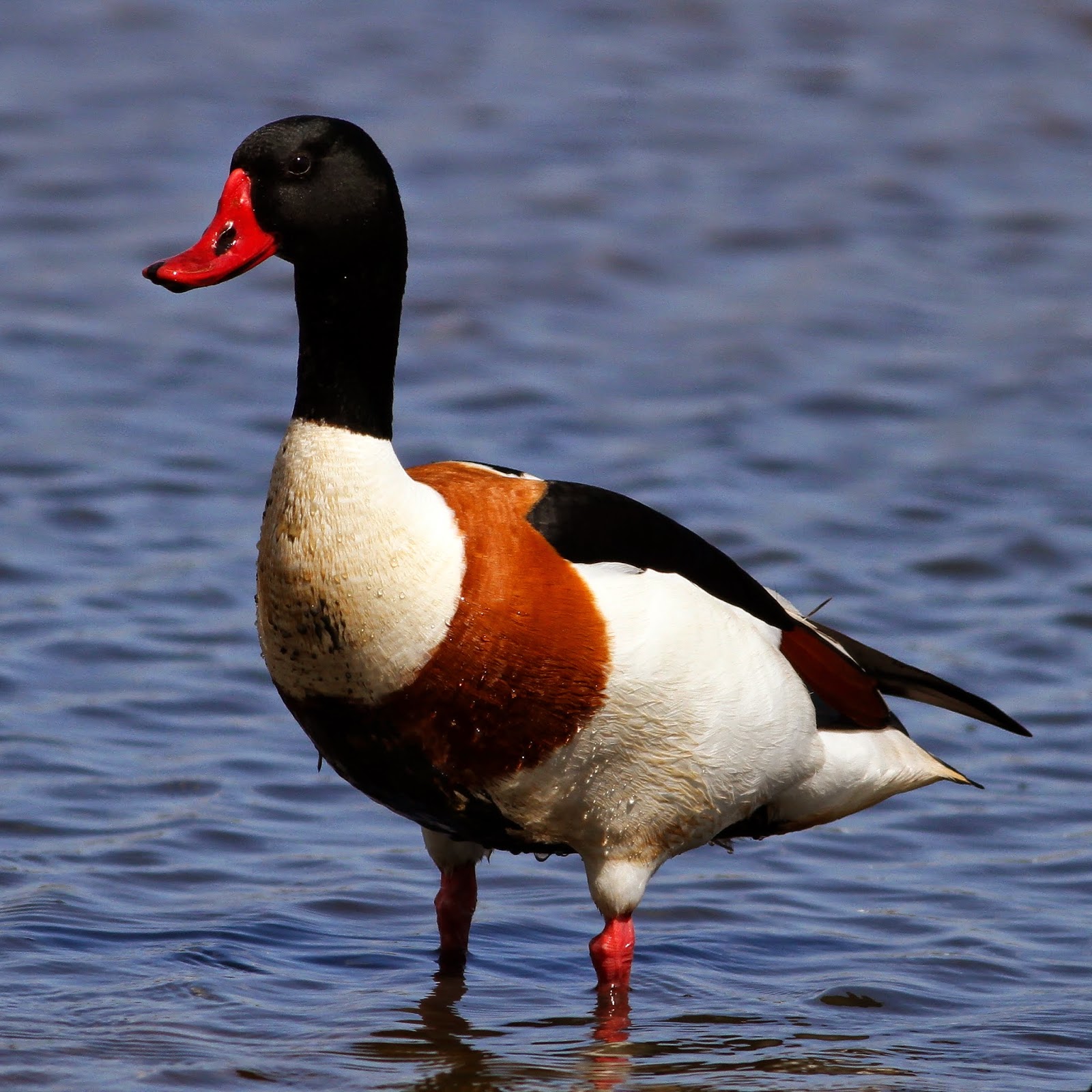 Peter Moore's Wildlife Blog: The privations of island life