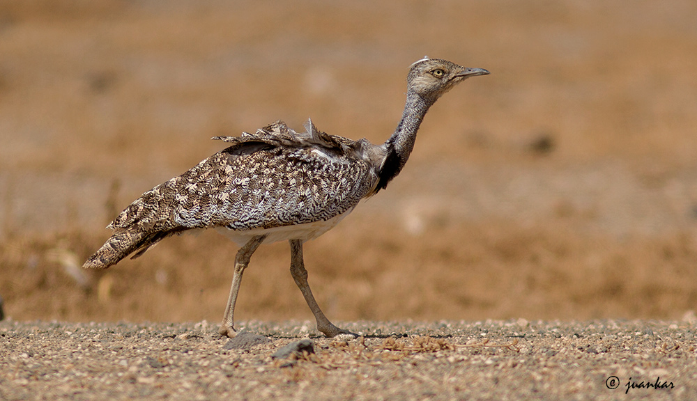 Entre alpinas y marinas.: Disfrutando de la Hubara