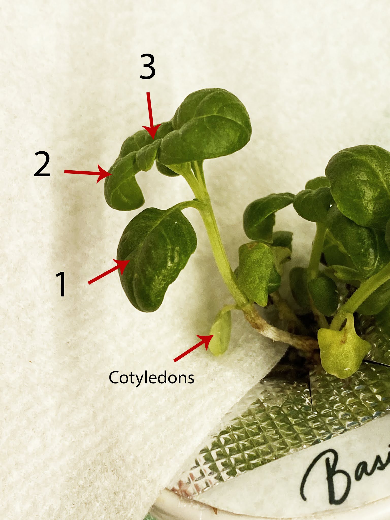 Such Purdy Hydroponics: Pruning Basil