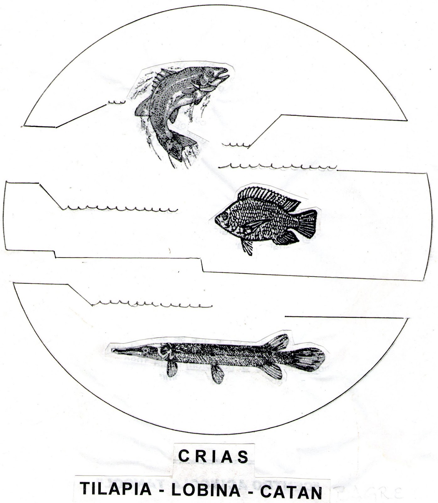 Asesoria Acuicola Crias de Peces
