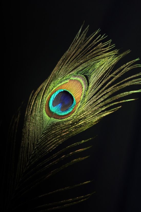 Morpich - A Symbol of Gratitude