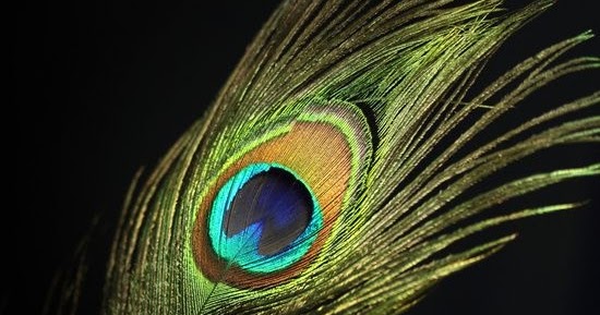 Morpich - A Symbol of Gratitude