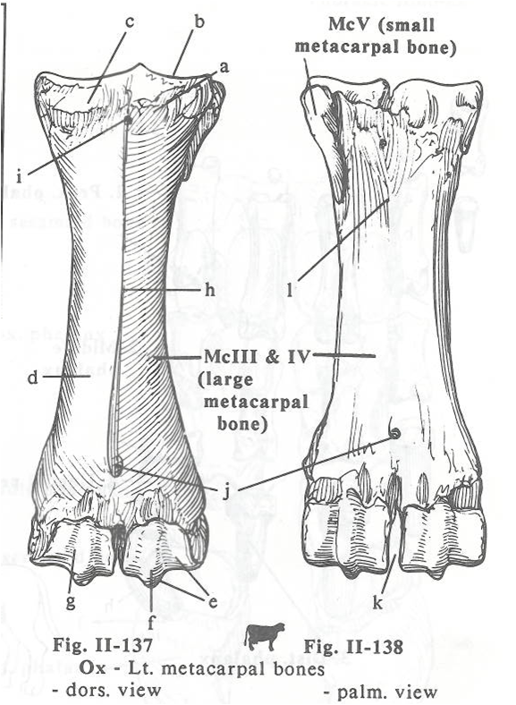 Merrily's Animal Science Journal: Notes from Veterinary Medical Terminology