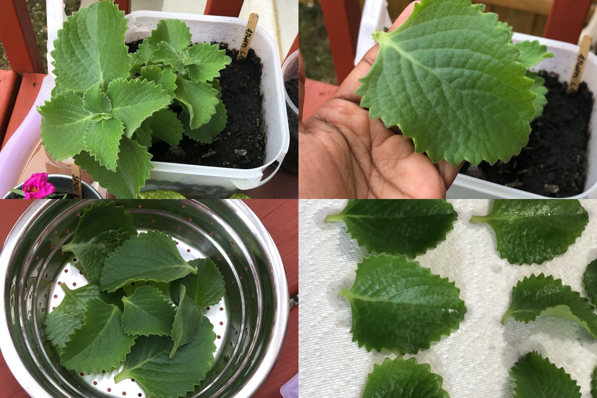 Karpooravalli Bajji/ Omavalli/ajwain leaves pakora | 7aum Suvai