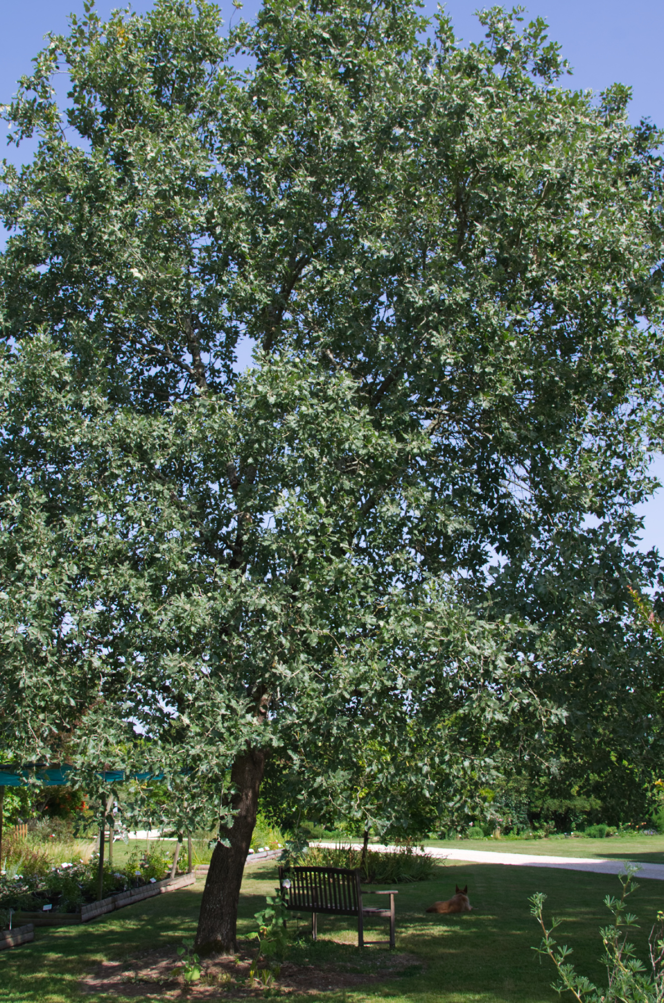Quercus ithaburiensis ssp. macrolepis - Vallonea-Eiche