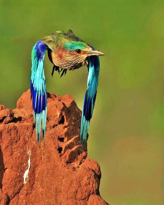 Curiosidades del Mundo: La carraca india en pleno vuelo (Coracias ...