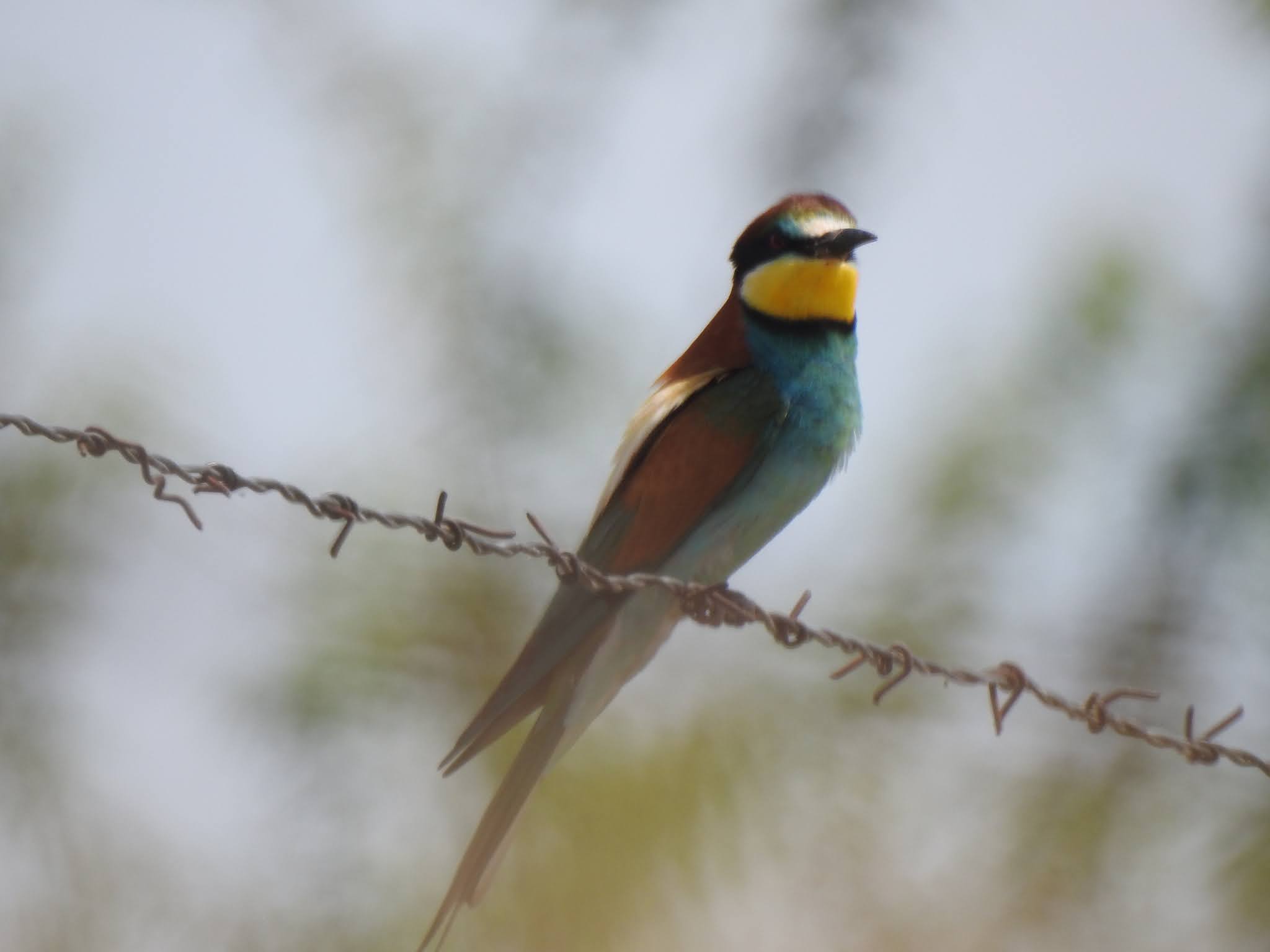 PASARI DIN ROMANIA: PRIGORIE, Merops apiaster