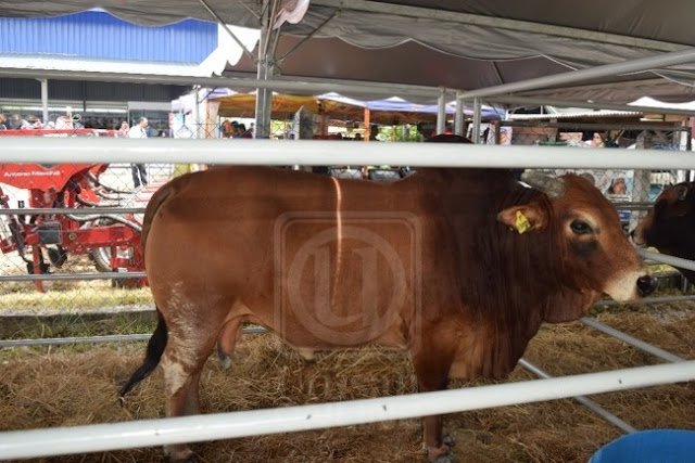 Dunia Tanpa Sempadan: Baka lembu Kedah - Kelantan Elit diperkenalkan