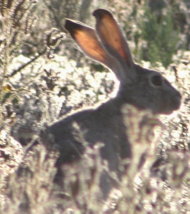 Blessed Little Creatures: Jack Rabbits: Faster Than the Speed of Light