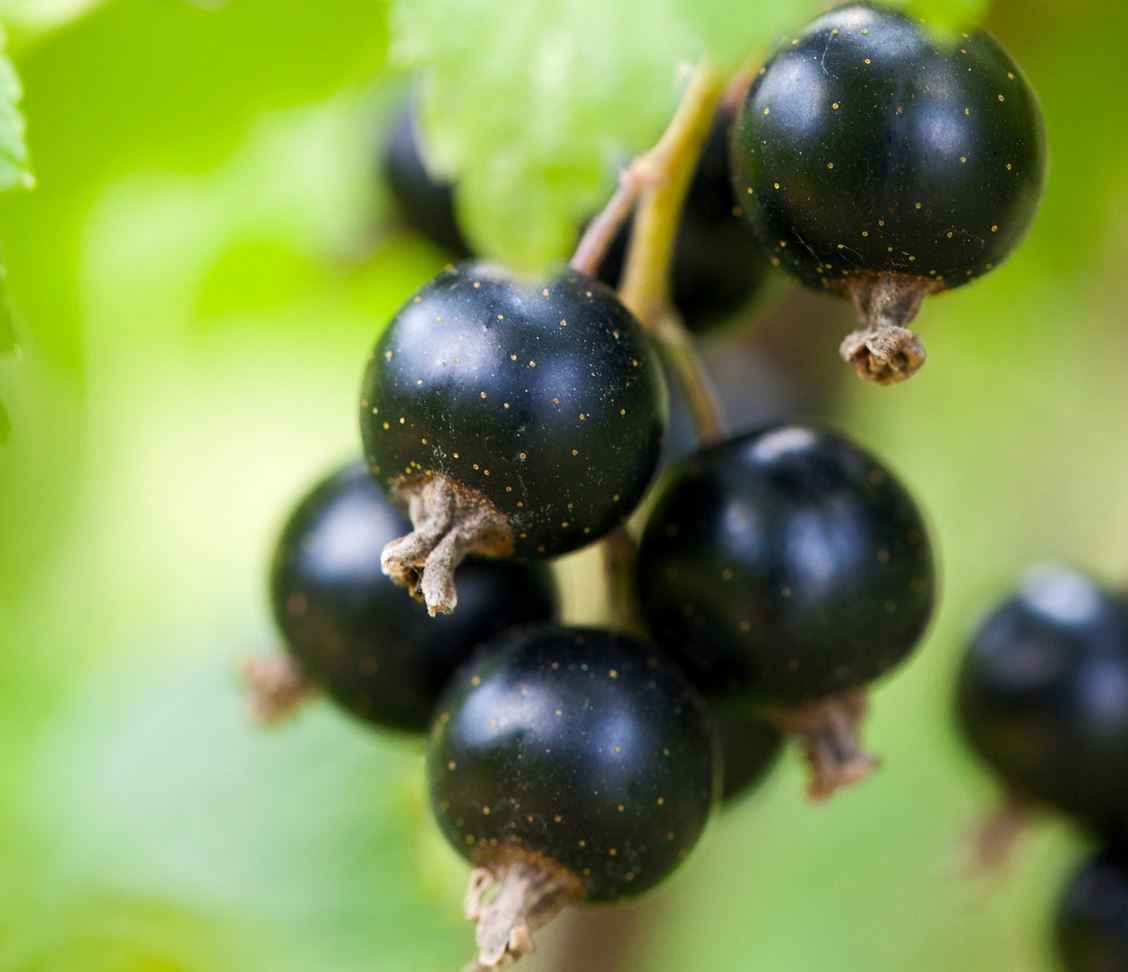 Ilmaisia kuvituskuvia: Mustaherukka