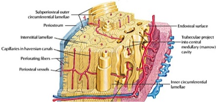 Blood Supply of Long Bone