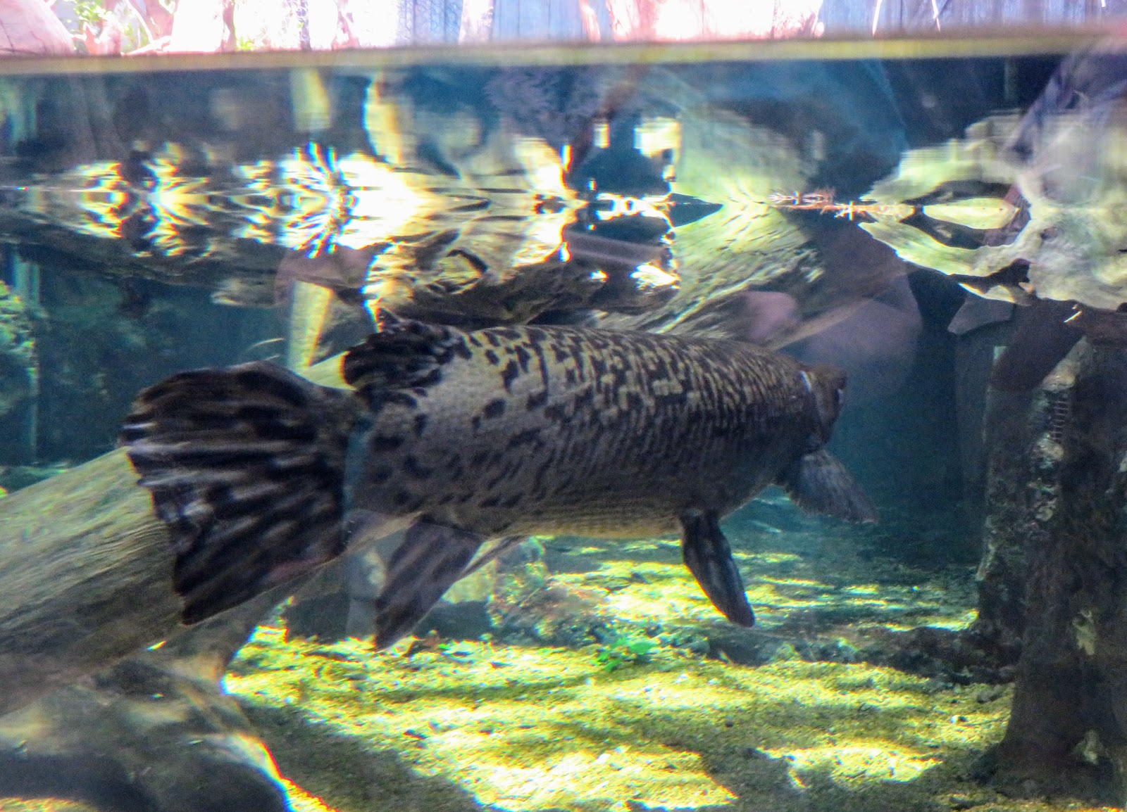 Big Daddy Dave: Fish and Much More!