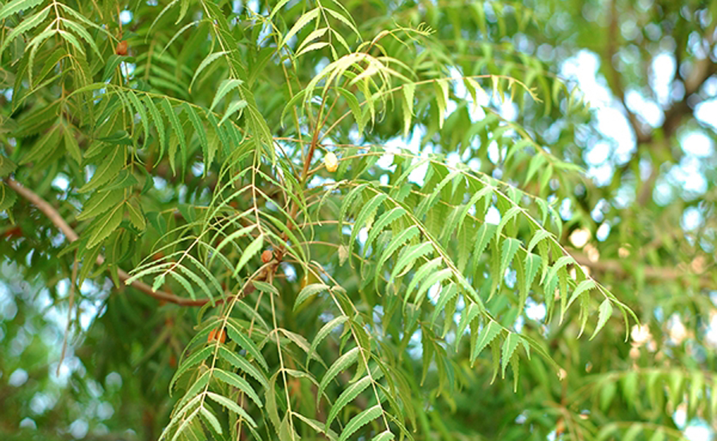 Kreasi Usaha: Azadirachta indica A. Juss (Mimba) sebagai Bahan ...