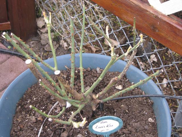 The Minnesota Rose Gardener: Overwintering Potted Roses in the Garage