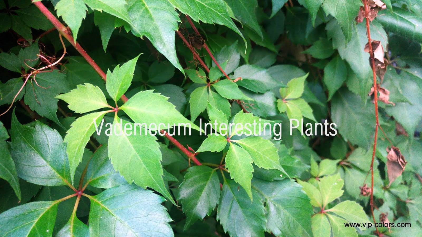 Vademecum Interesting Plants: Parthenocissus quinquefolia - Winobluszcz ...