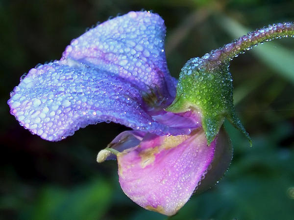 S M K I N I H O N G O