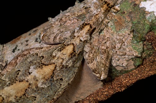 Gecko volador de Kuhl (Ptychozoon kuhli)