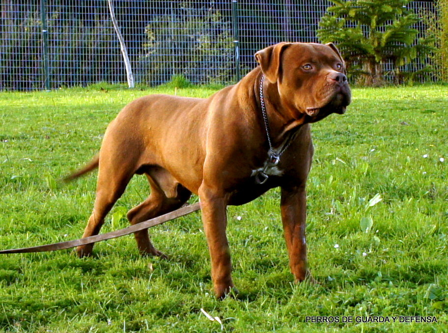 PERROS DE GUARDA Y DEFENSA