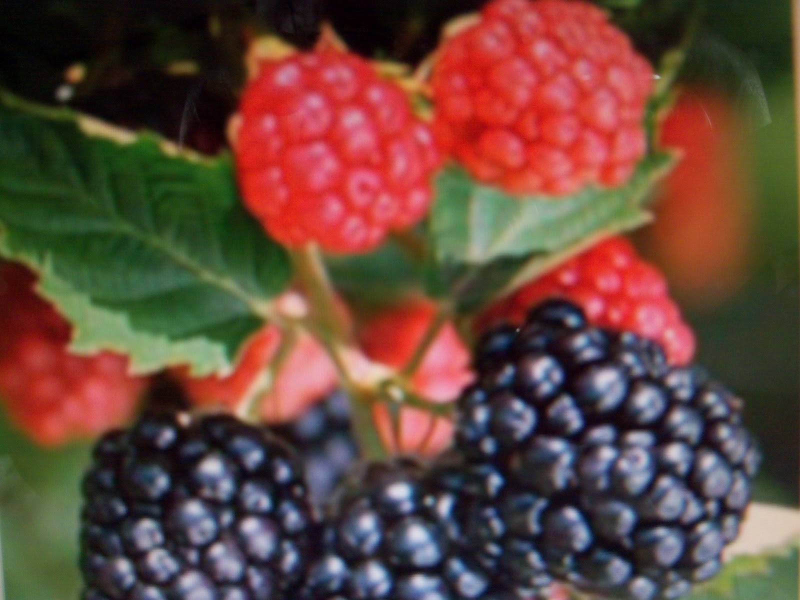 Blackberries ( How To Grow ) | Garden The Easy Way
