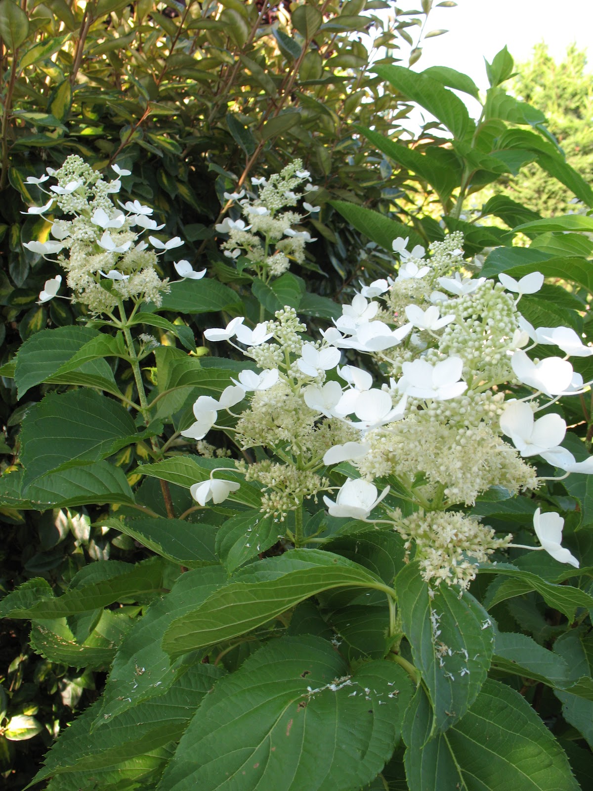 Roses du jardin Chêneland: Hydrangéa paniculata "Papillon"