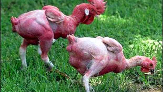 Featherless Chicken | Fun Animals Wiki, Videos, Pictures, Stories