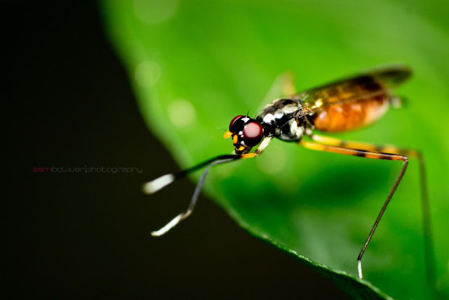 Insects Macro Photography: Tips and Tutorials