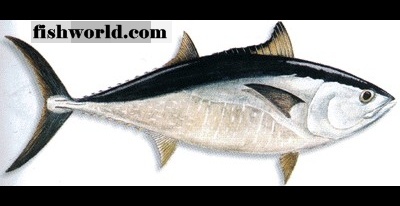 Types of Tuna | FISH WORLDs.com