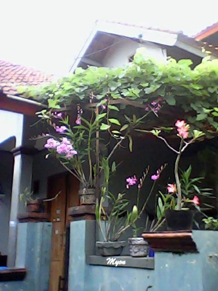 Paling Indah Jenis Pot Anggrek
